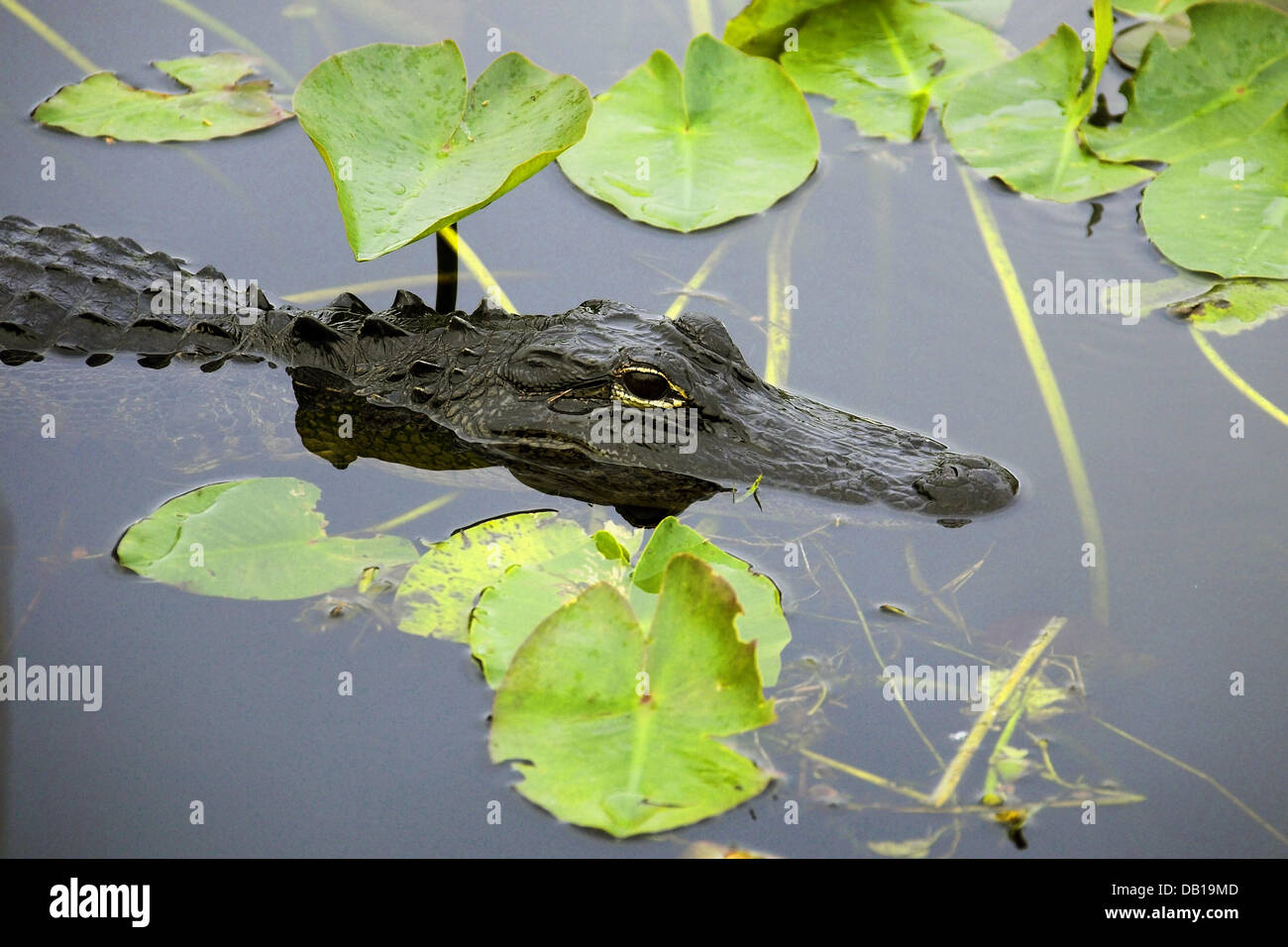 An American Alligator (lat.: Alligator mississippiensis) swims in ...