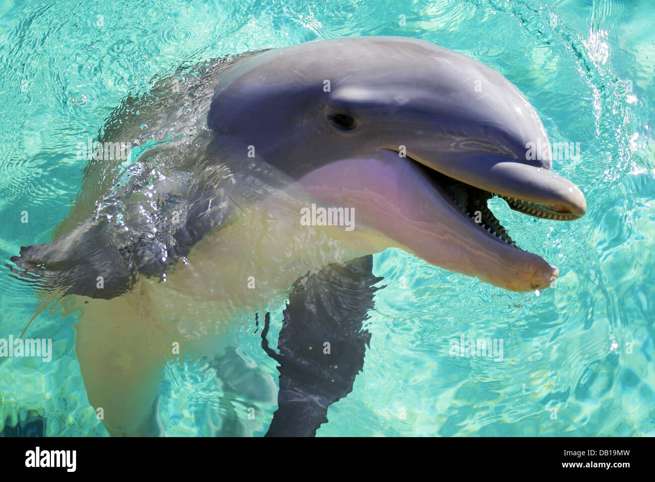 A Bottlenose Dolphin (lat.: Tursiops truncatus) is pictured in action, USA, 2006. Photo: Ronald ...