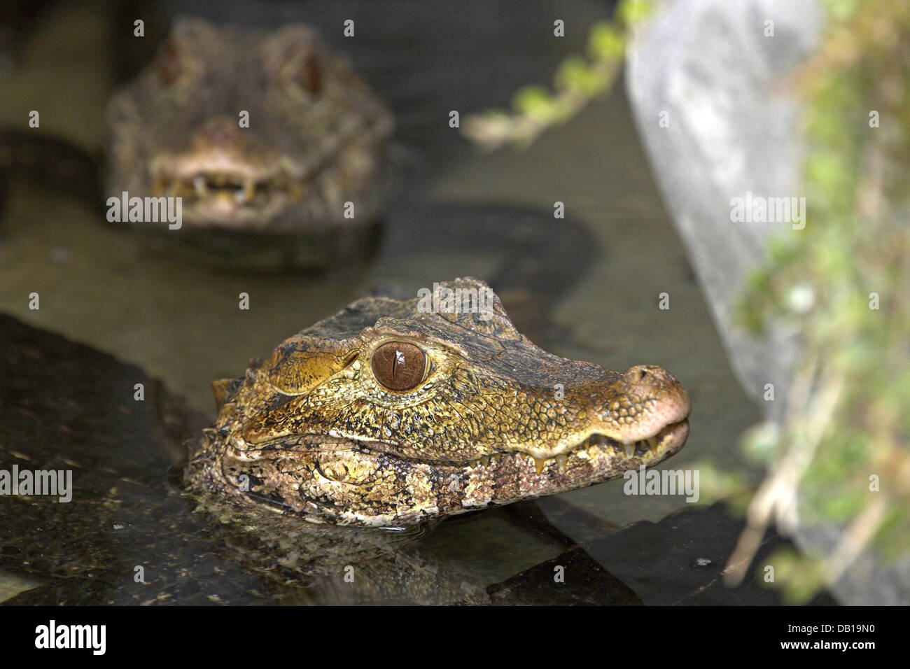 Dwarf caimans hi-res stock photography and images - Alamy