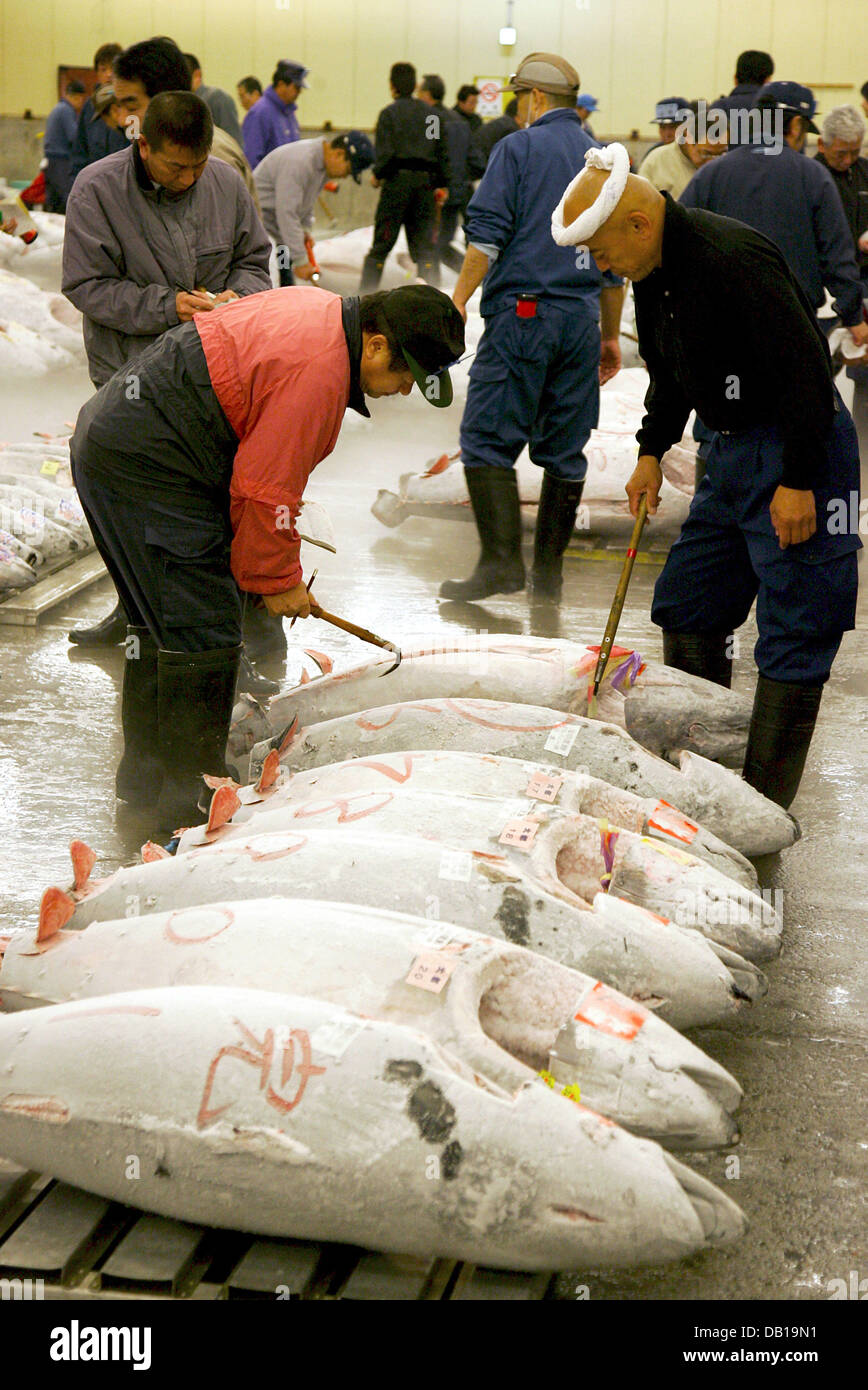 The frozen Tuna auction is in full swing at Tsukiji fish market in ...