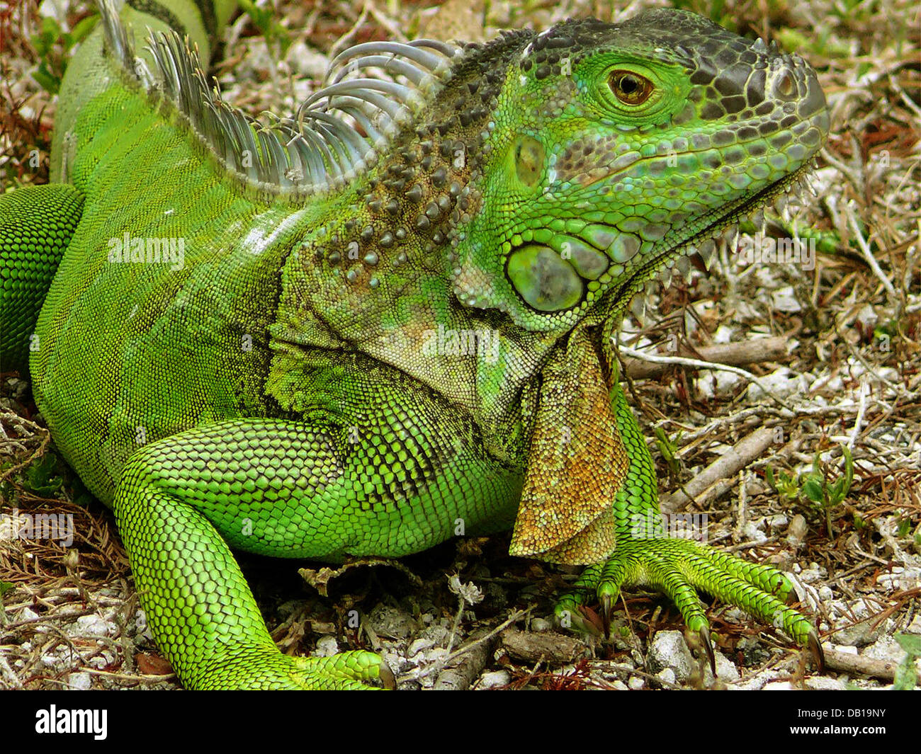 A Green Iguana (lat.: Iguana iguana) with a bold row of spines along ...