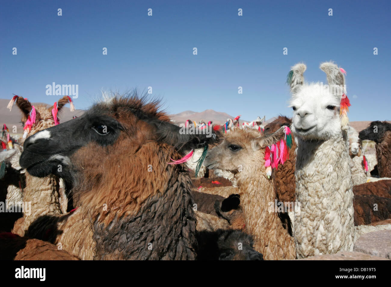 Herd of llamas and alpacas, Bolivian Altiplano, Bolivia, South America ...