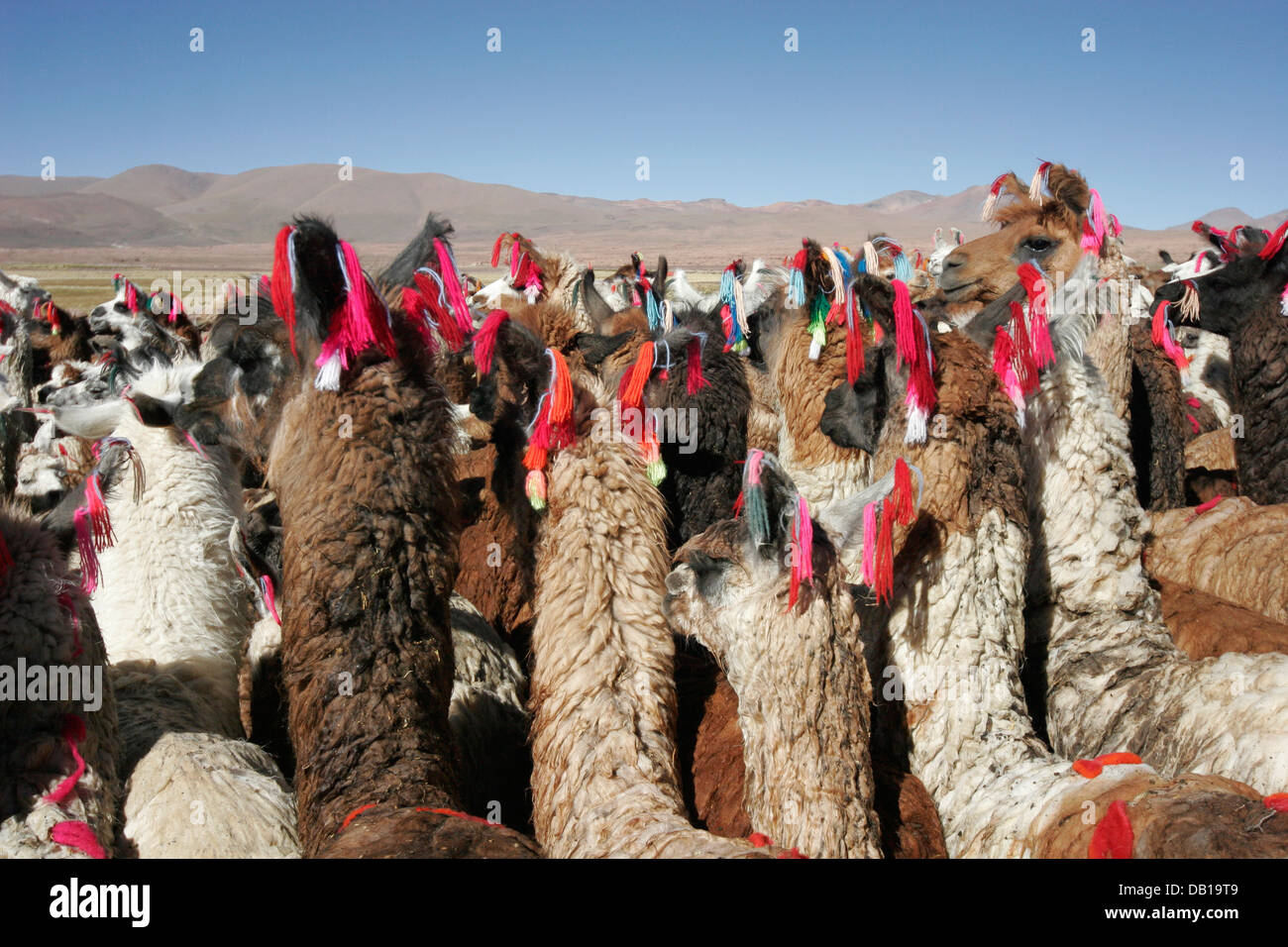 Herd of llamas and alpacas, Bolivian Altiplano, Bolivia, South America ...