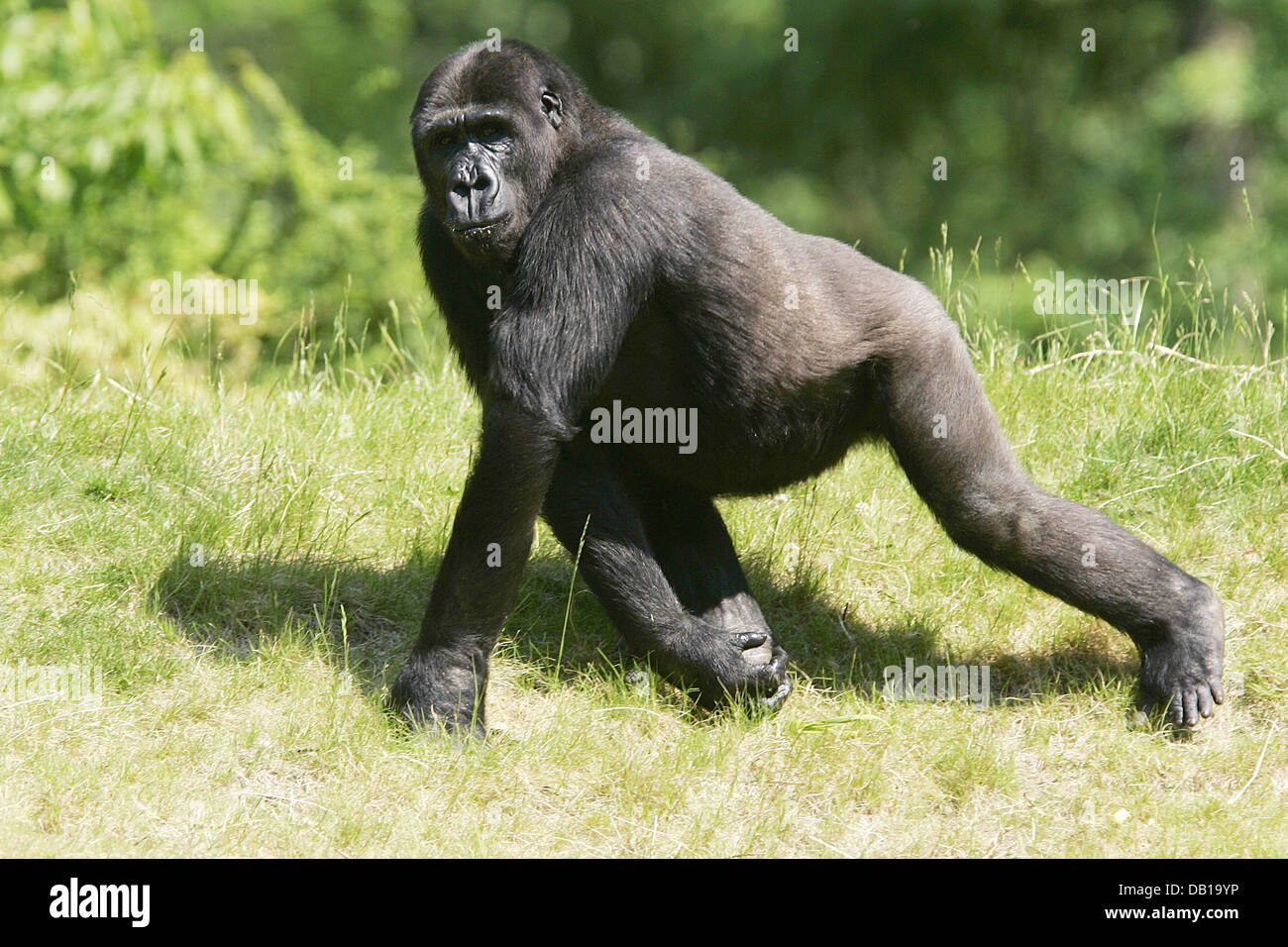 (dpa file) - A lowland gorilla (lat.: Gorilla gorilla) walks through ...