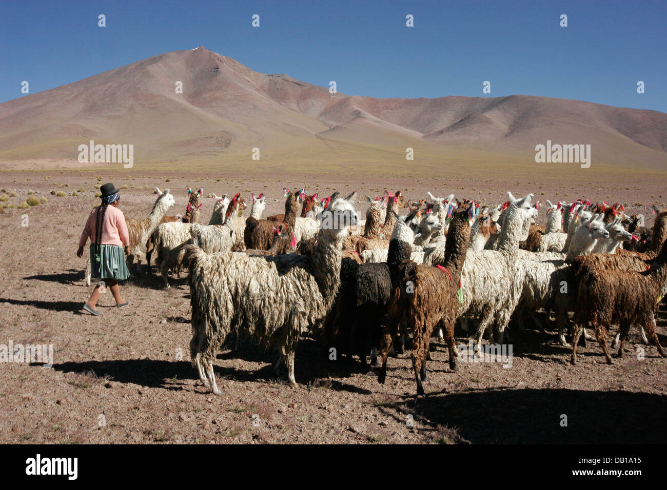Woman herding llamas and alpacas, Bolivian Altiplano, Bolivia, South ...