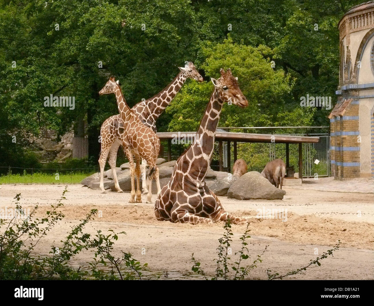 Giraffes pictured in their enclosure at the zoo of Berlin, Germany, in ...