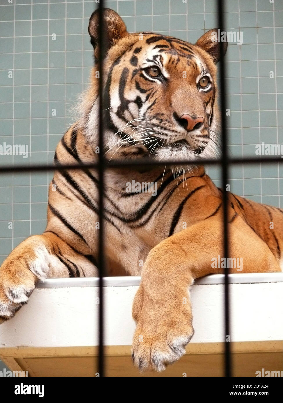 A tiger pictured in its enclosure at the zoo of Berlin, Germany, in ...