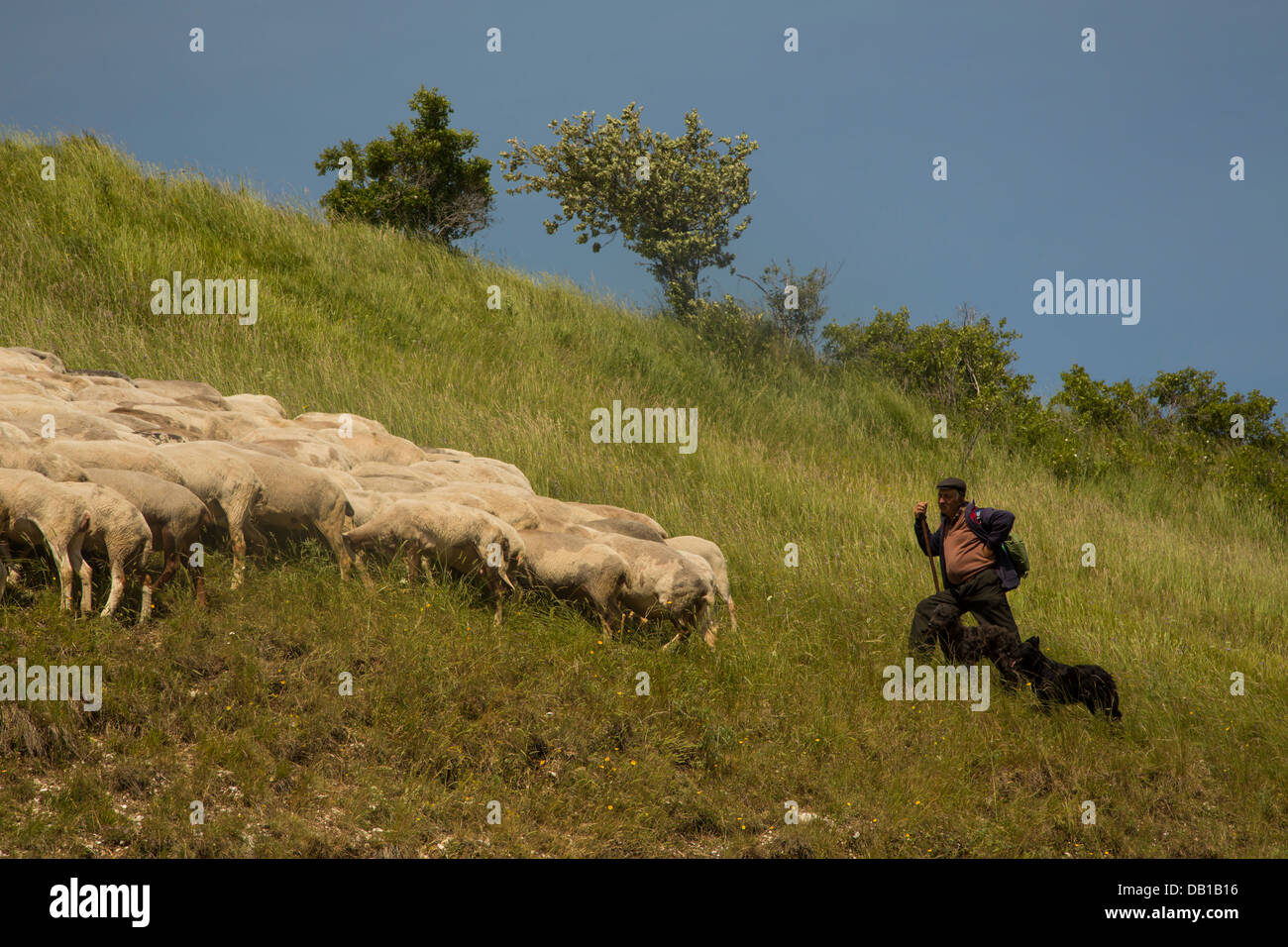 Italian sheperd herding his sheep. Umbria, Italy Stock Photo - Alamy