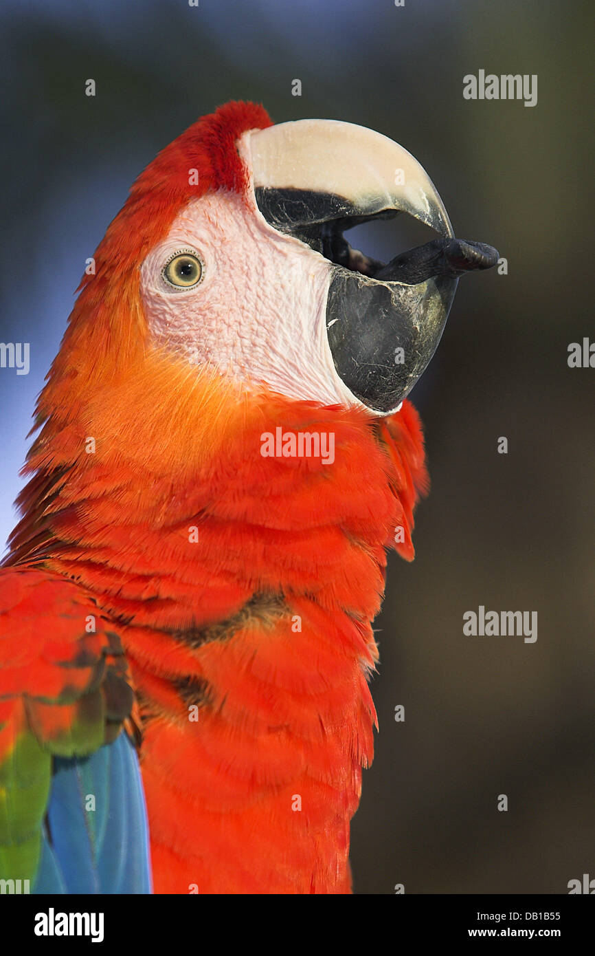 (dpa file) A red macaw parrot (lat.: Ara macao) is pictured in Florida ...