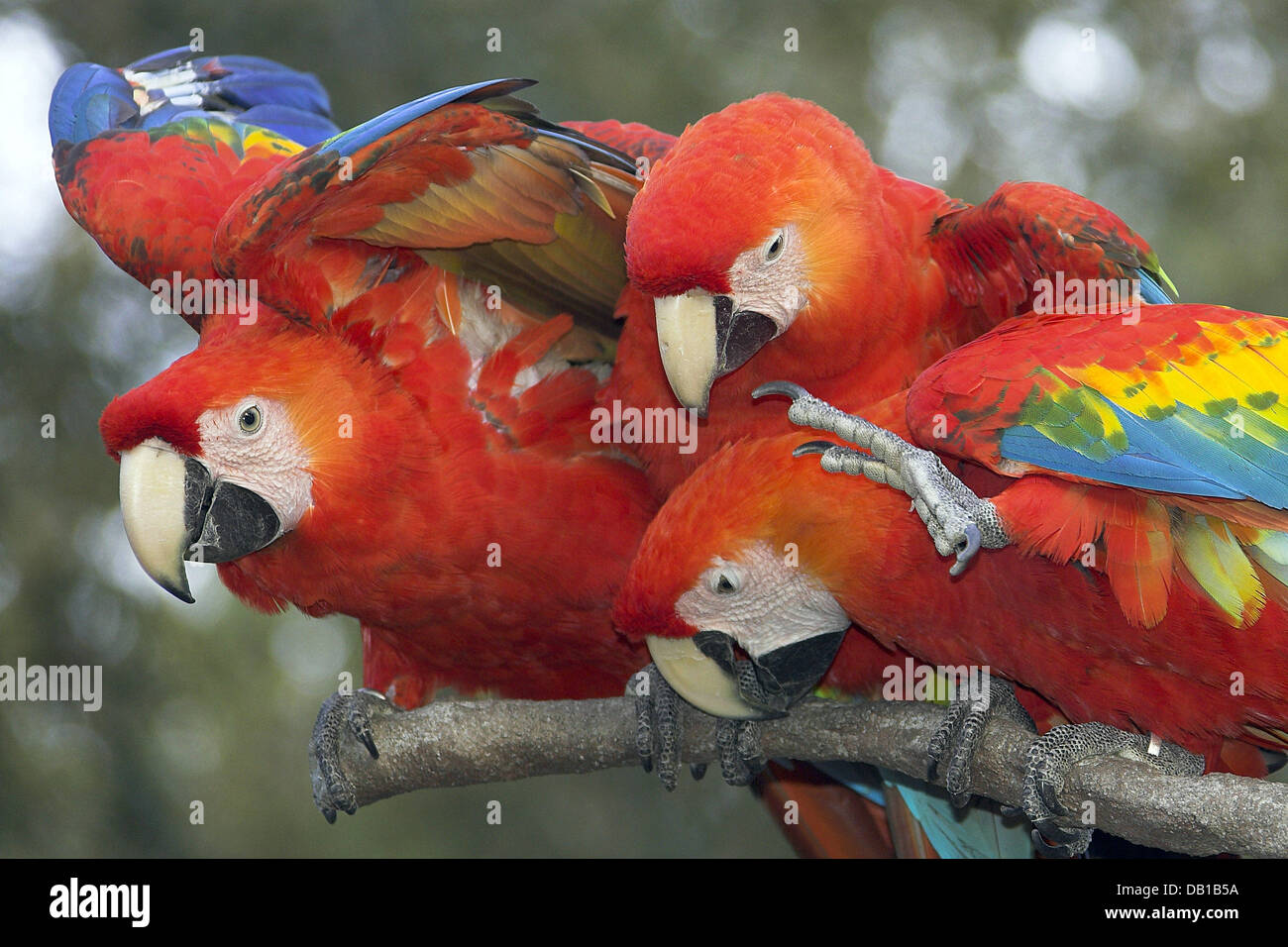 (dpa file) Red macaw parrots (lat.: Ara macao) are pictured in Florida ...