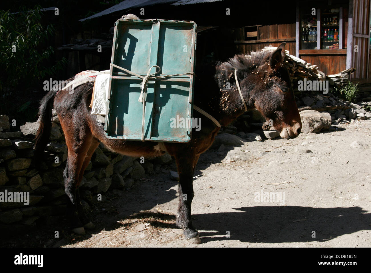 Cargo mules hi-res stock photography and images - Alamy