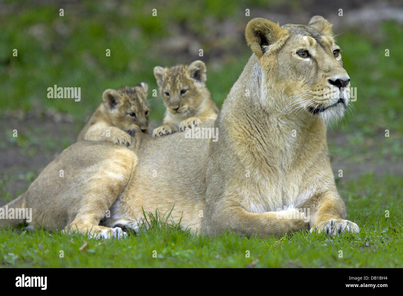A female Asiatic Lion (Panthero leo persica) also known as Persian or ...