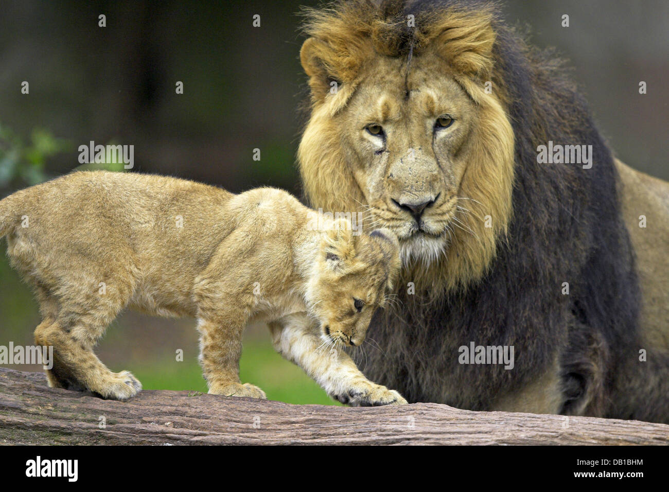 A male Asiatic Lion (Panthero leo persica) also known as Persian or ...