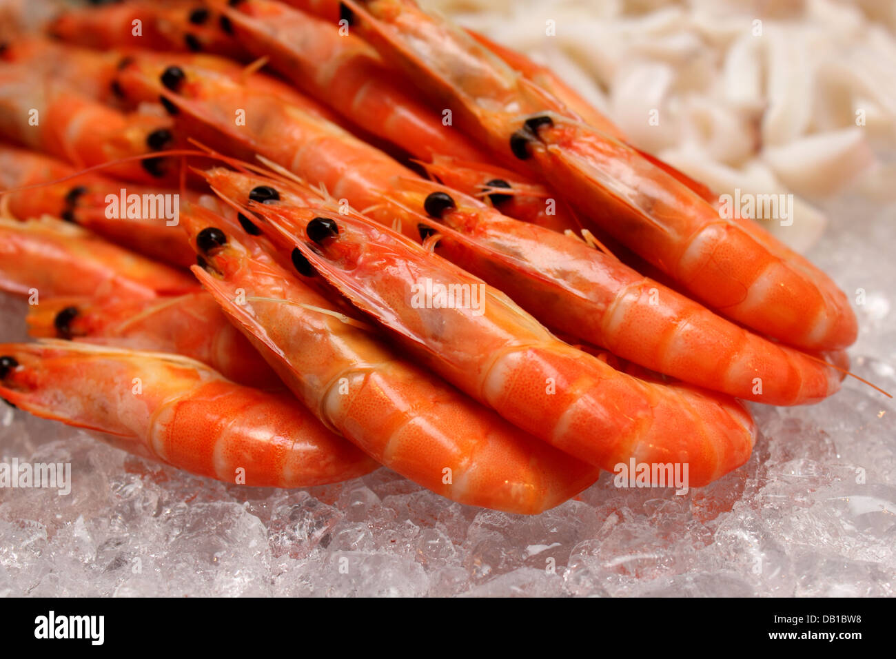 Boiled shrimp on ice hi-res stock photography and images - Alamy