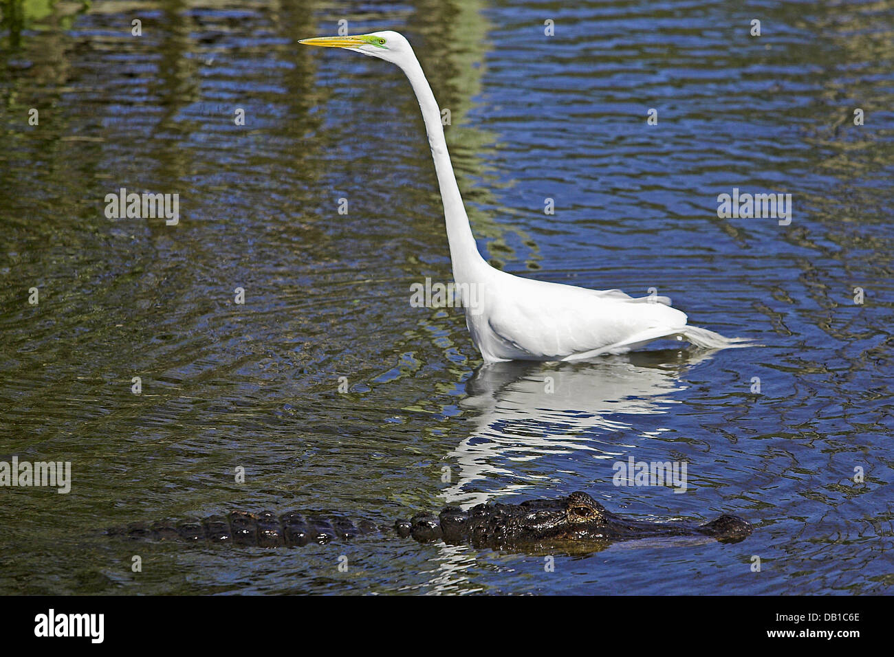 An Alligator (Alligator mississippiensis) swims next to a Great Egret ...