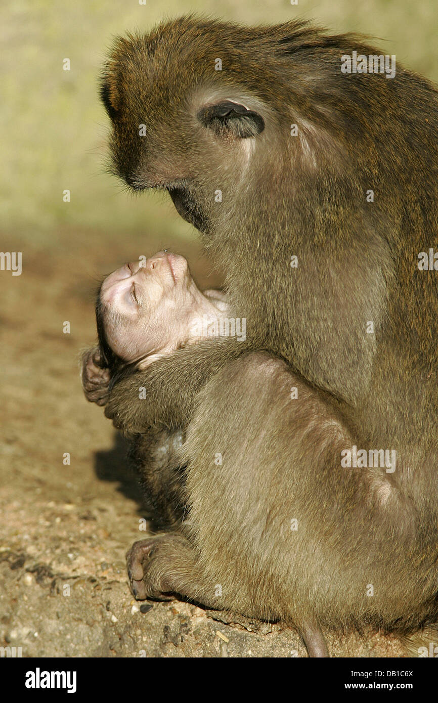 The picture shows a young Crab-eating Macaque (Macaca fascicularis) and ...