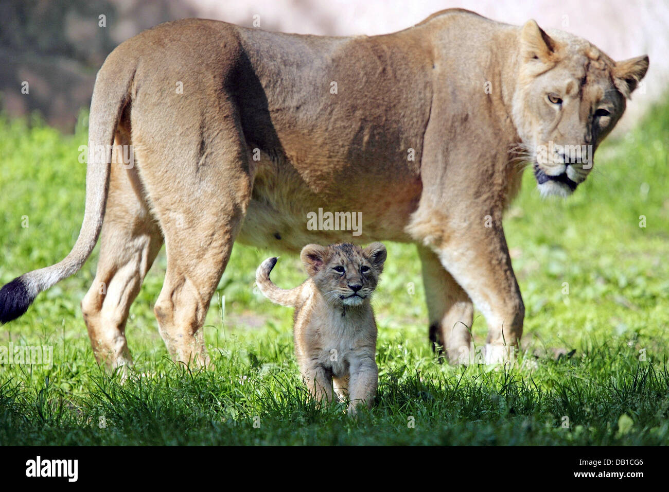 Persian lion hi-res stock photography and images - Alamy