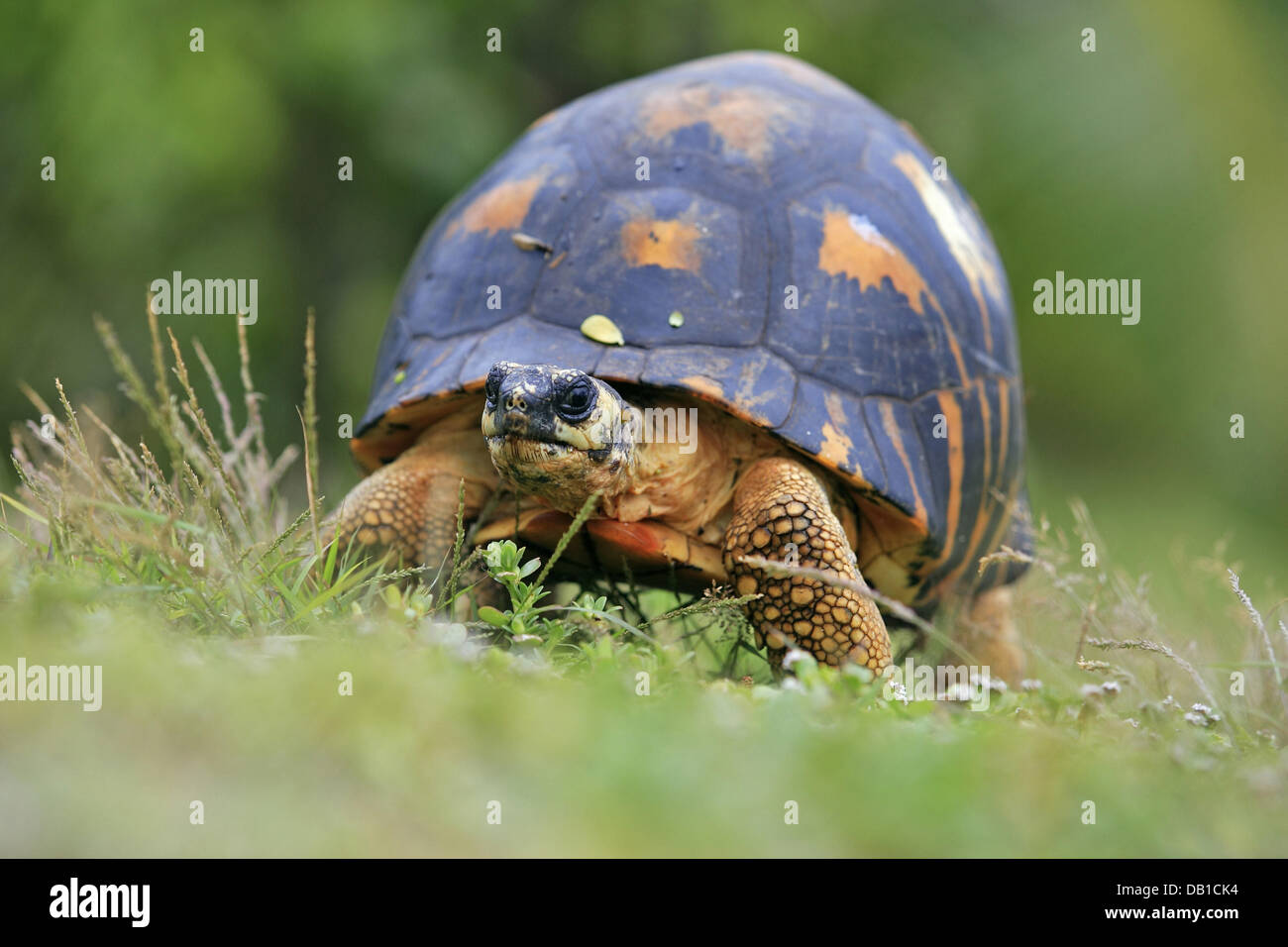 A radiated tortoise hi-res stock photography and images - Alamy