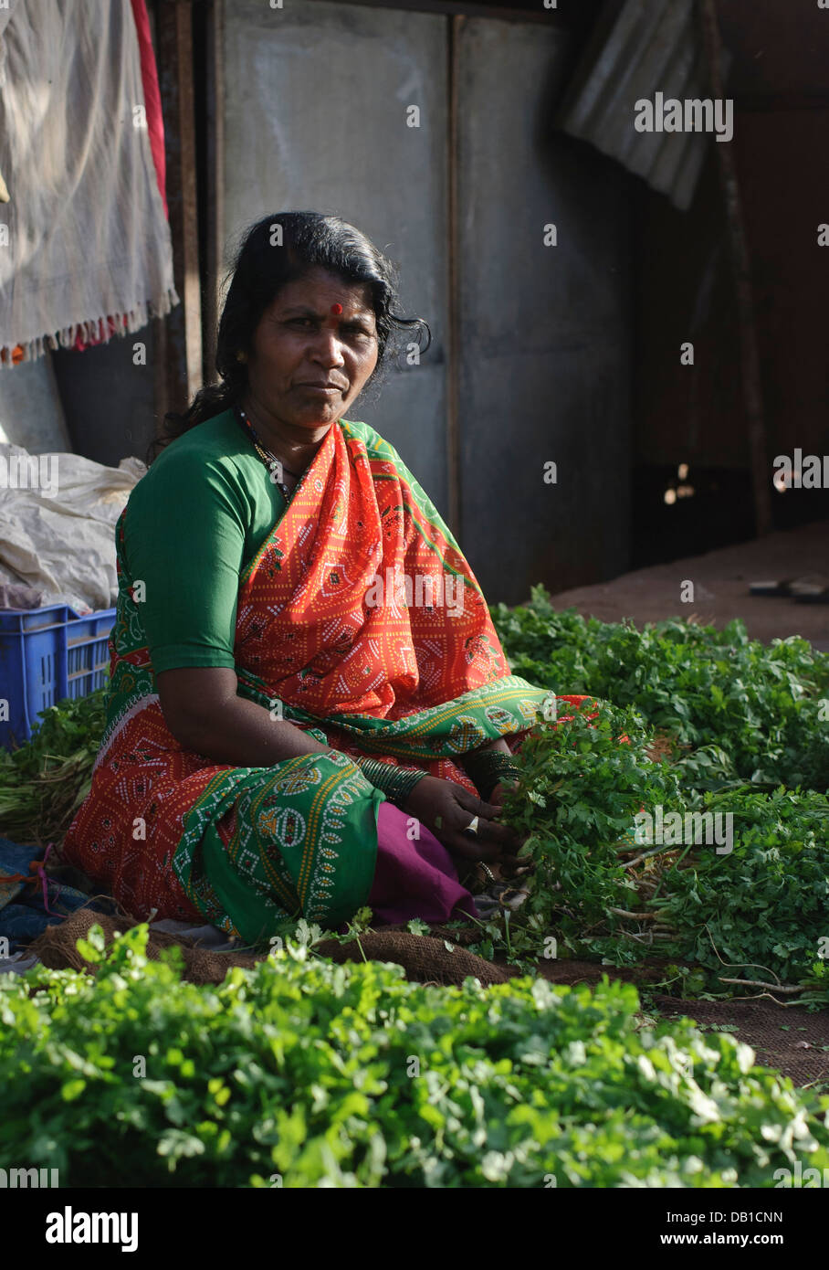 Nashik, Maharashtra, India. 15th May 2008. A woman sells coriander at a food market in Nasik ...