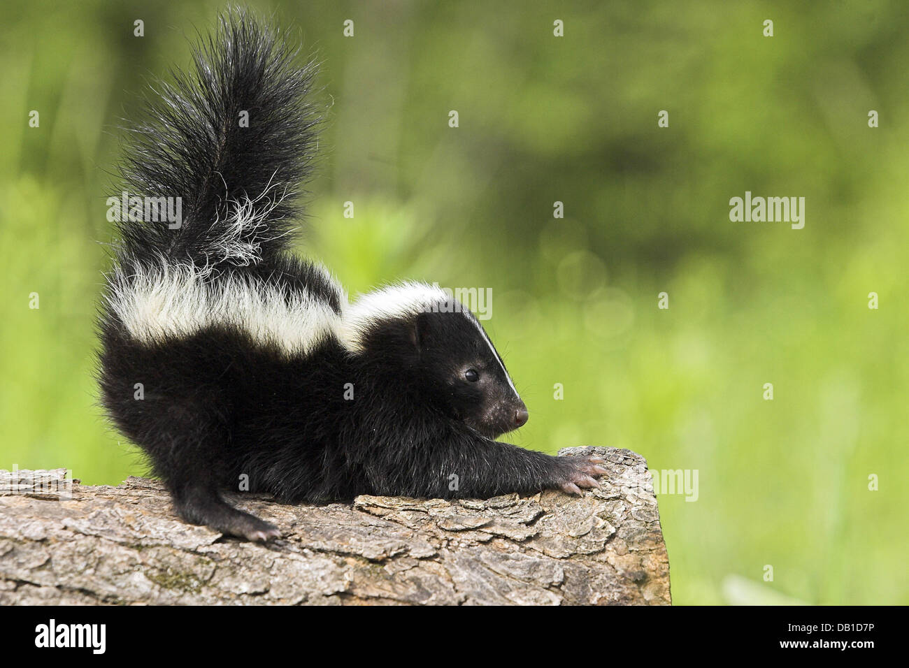 A young skunk (Mephitis mephitis) is pictuerd at an undisclosed ...