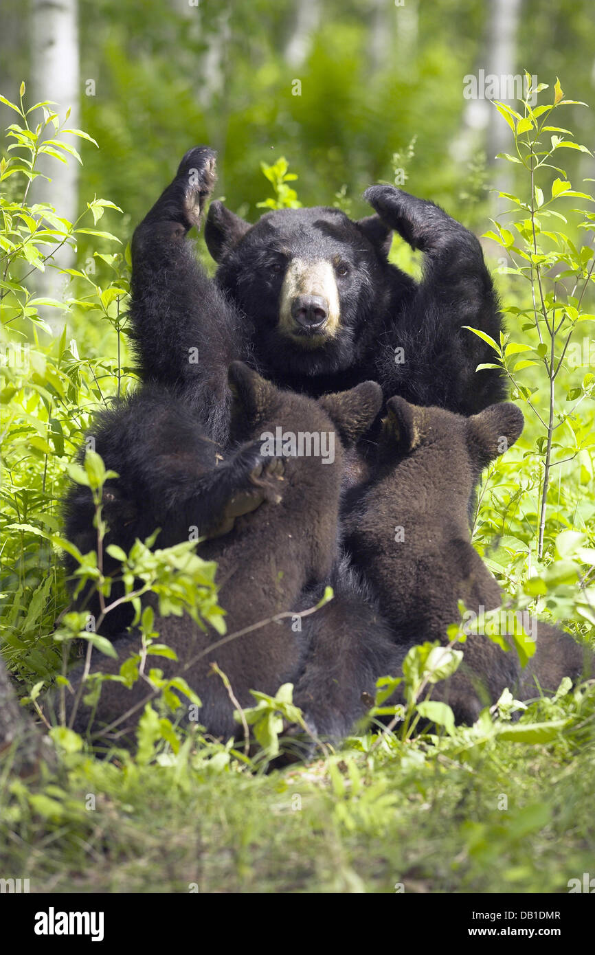An American Black Bear mother is pictured with two cubs at an ...