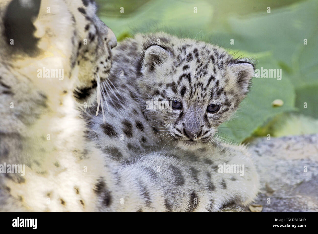 Snow leopard location hi-res stock photography and images - Alamy