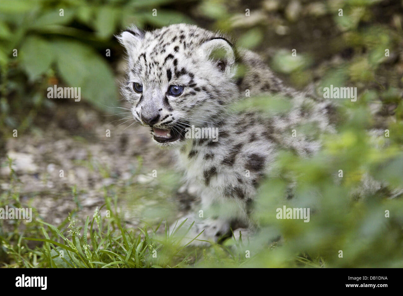 Snow leopard cub in the snow hi-res stock photography and images - Alamy