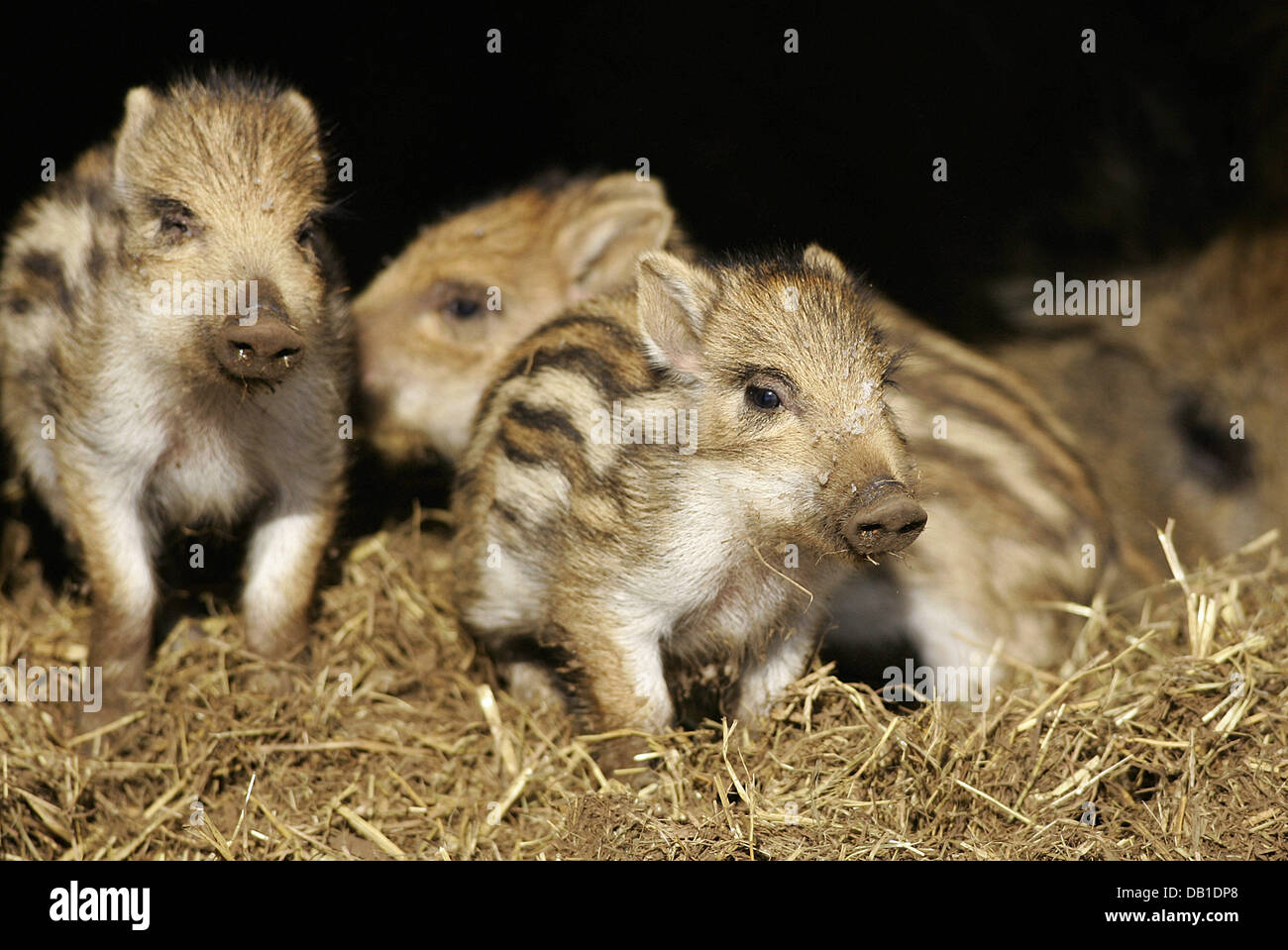 The picture shows three little wild boar (Sus scofa) pigletts in hay at ...