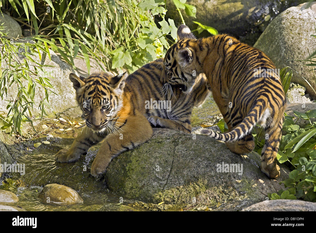 The picture shows two Sumatran Tiger cubs (Panthera tigris sumatrae ...