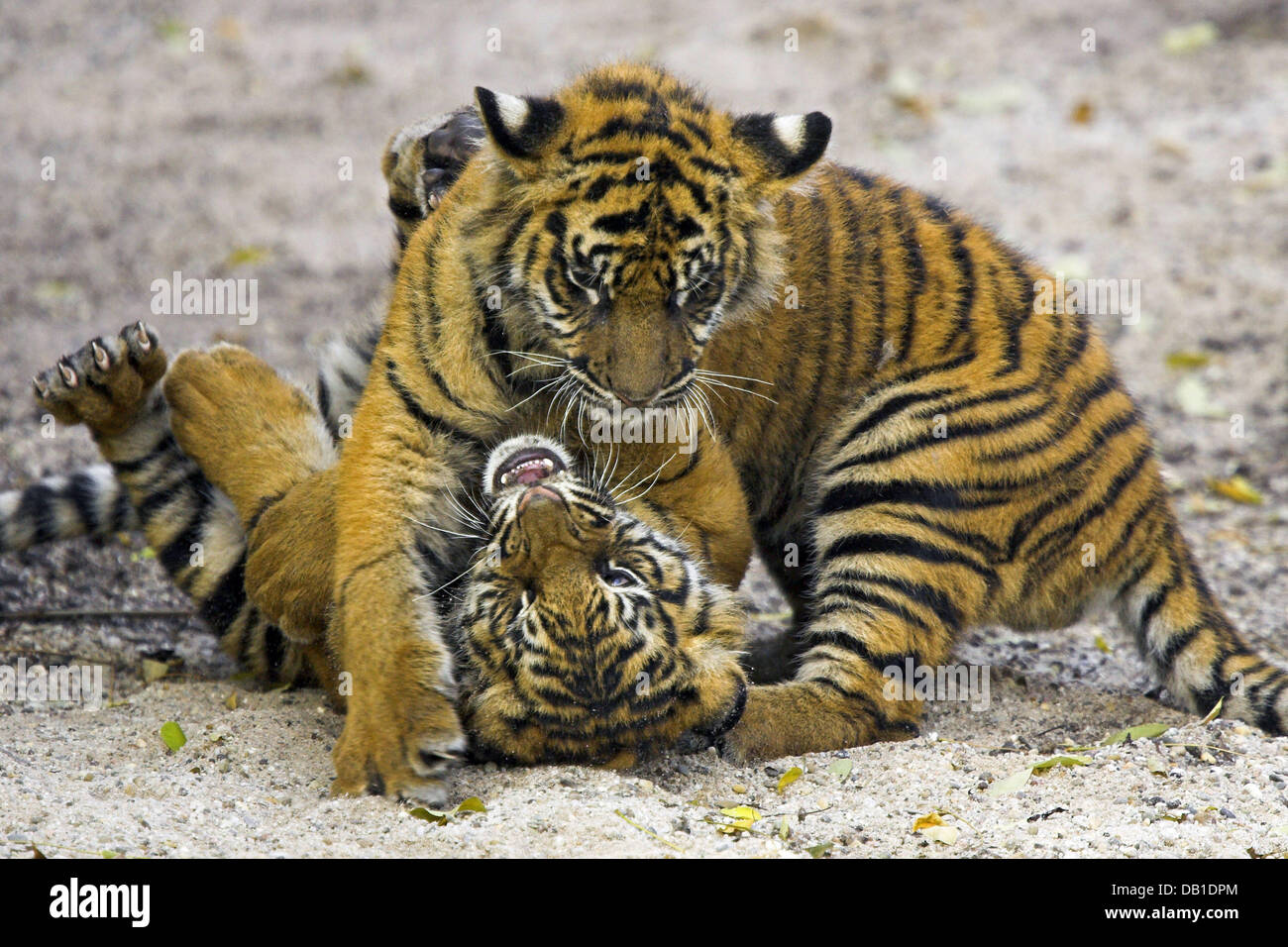 The picture shows two Sumatran Tiger cubs (Panthera tigris sumatrae ...
