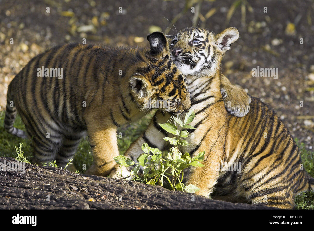 The picture shows two Sumatran Tiger cubs (Panthera tigris sumatrae ...