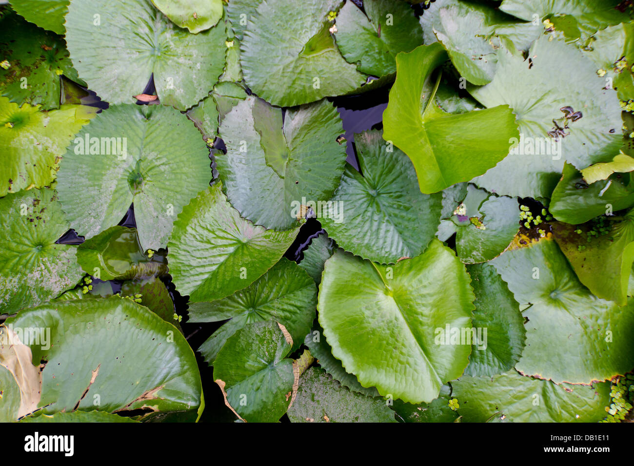 Nature Background of Green Lotus Leafs in the Pond Stock Photo - Alamy