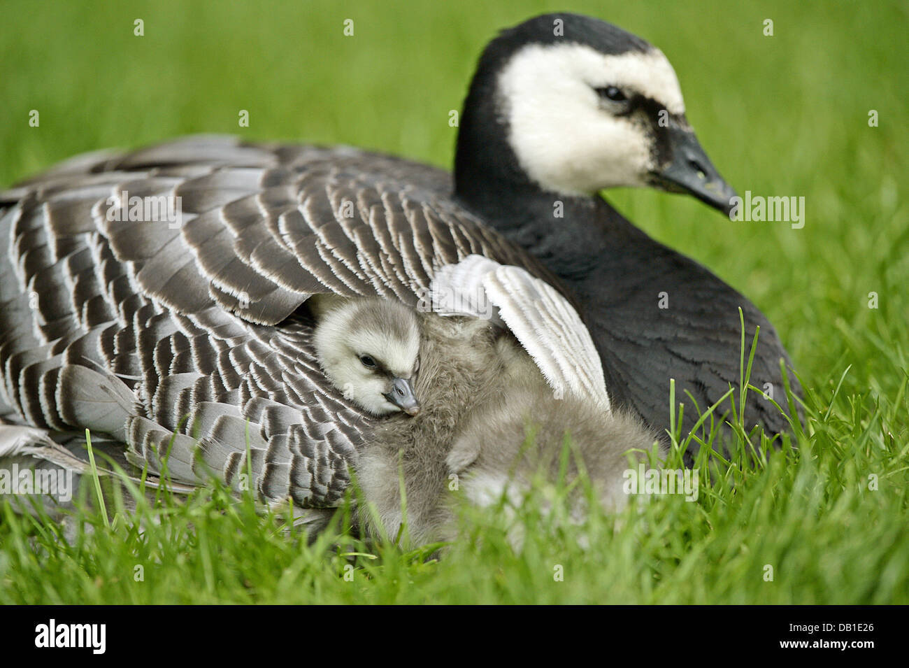(dpa file) - A Barnacle Goose chick (lat.: Branta leucopsis) seeks ...