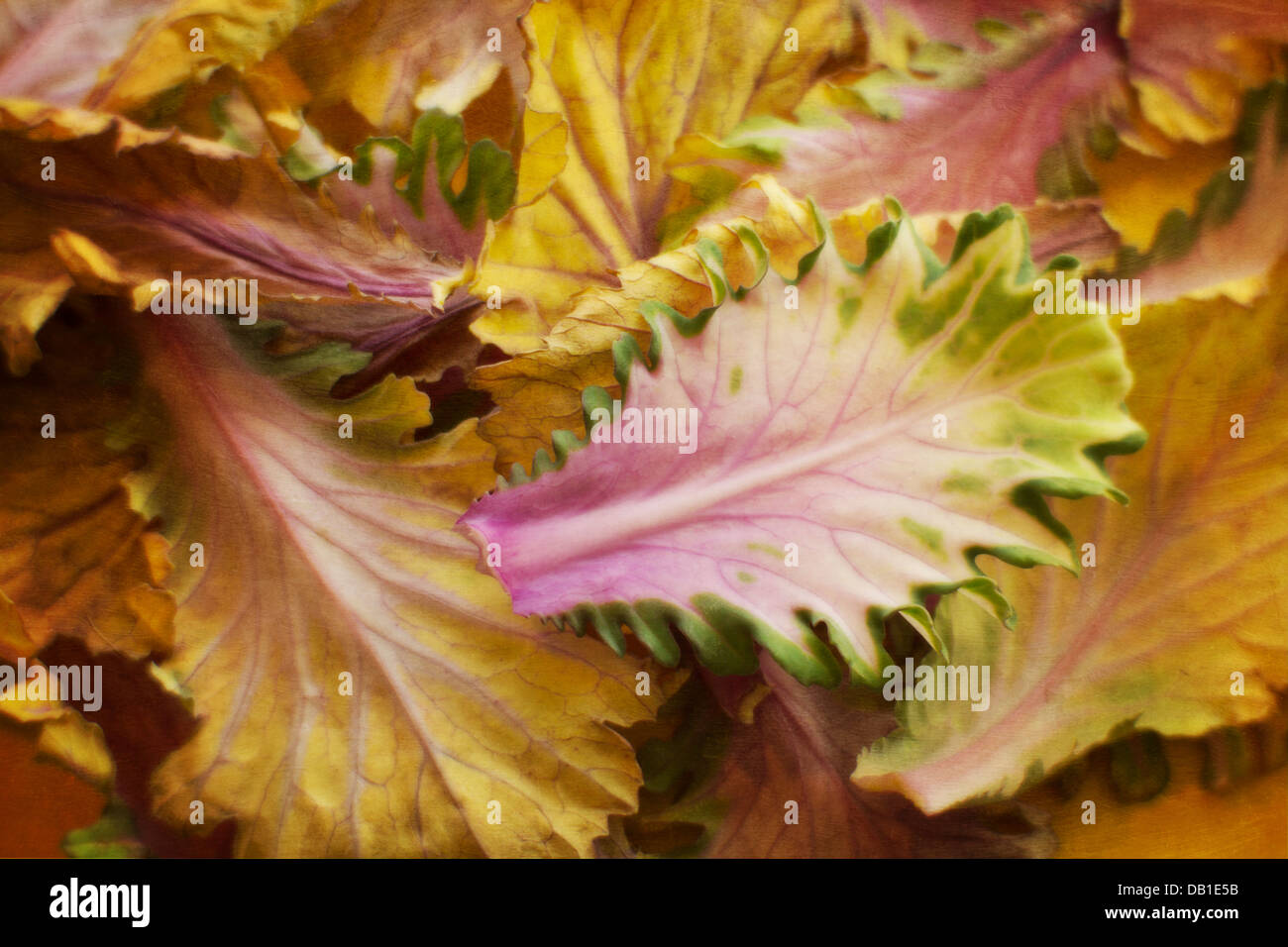 Bunch of leaves filling the frame Stock Photo - Alamy