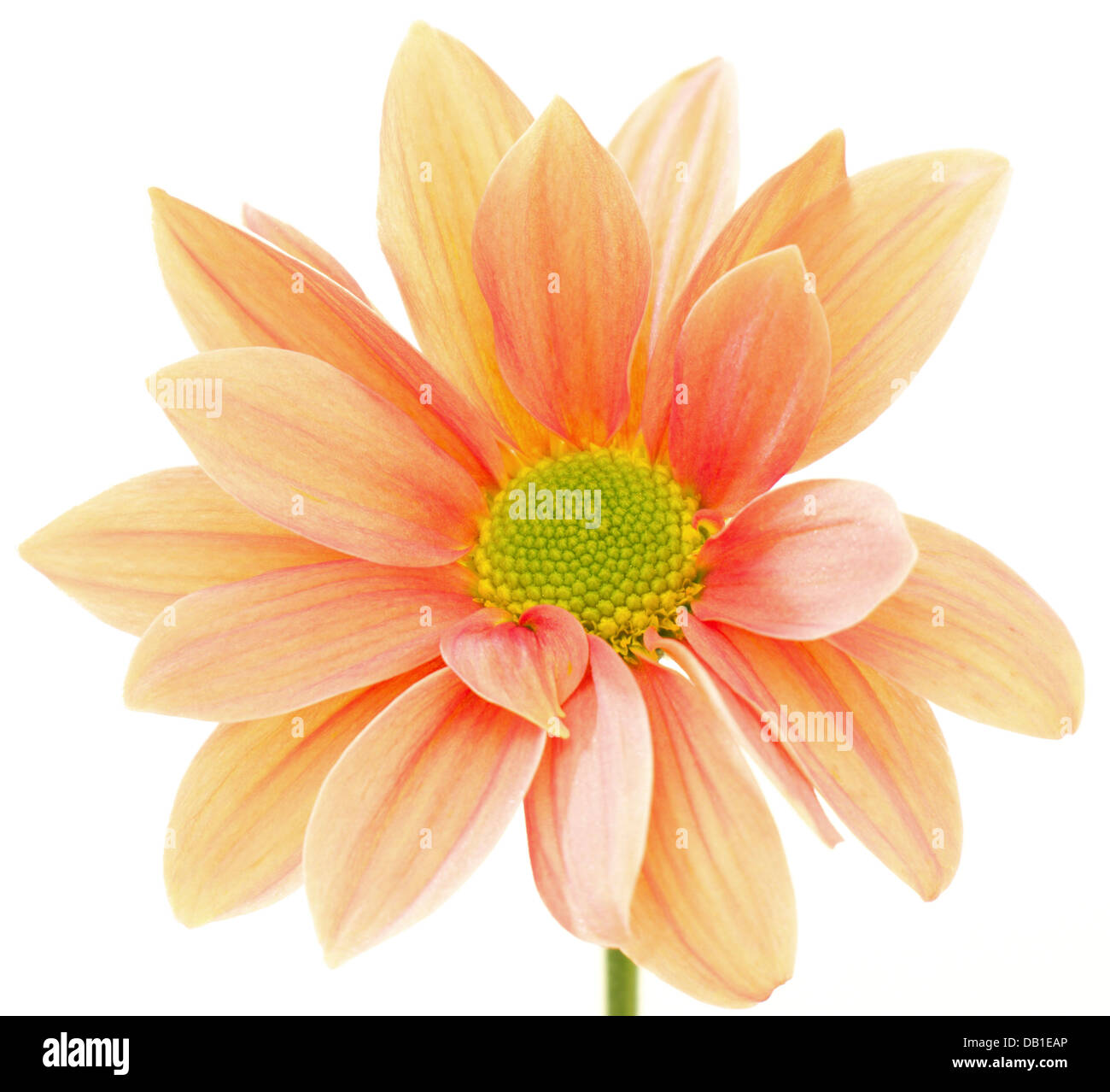Bright flower on white background Stock Photo - Alamy