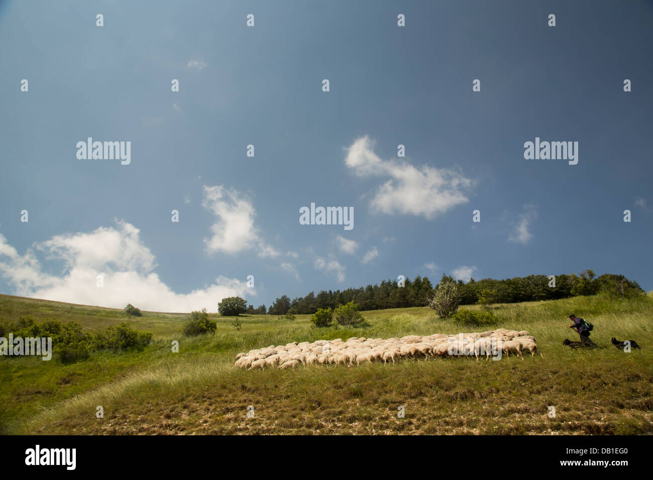 Sheep herding hi-res stock photography and images - Alamy
