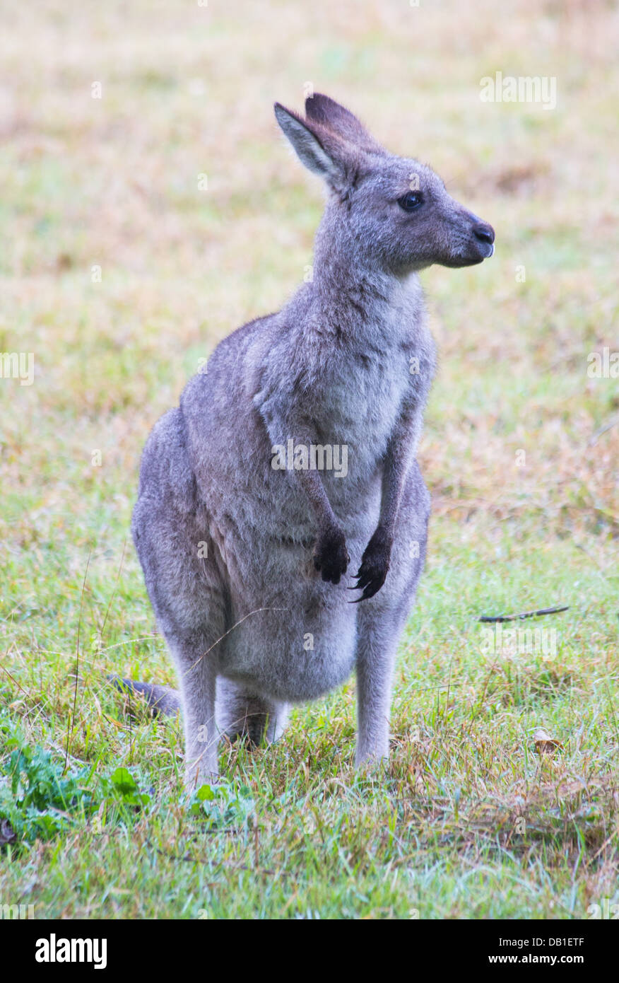 Eastern Grey Kangaroo (Macropus giganteus) in Wollemi National Park ...