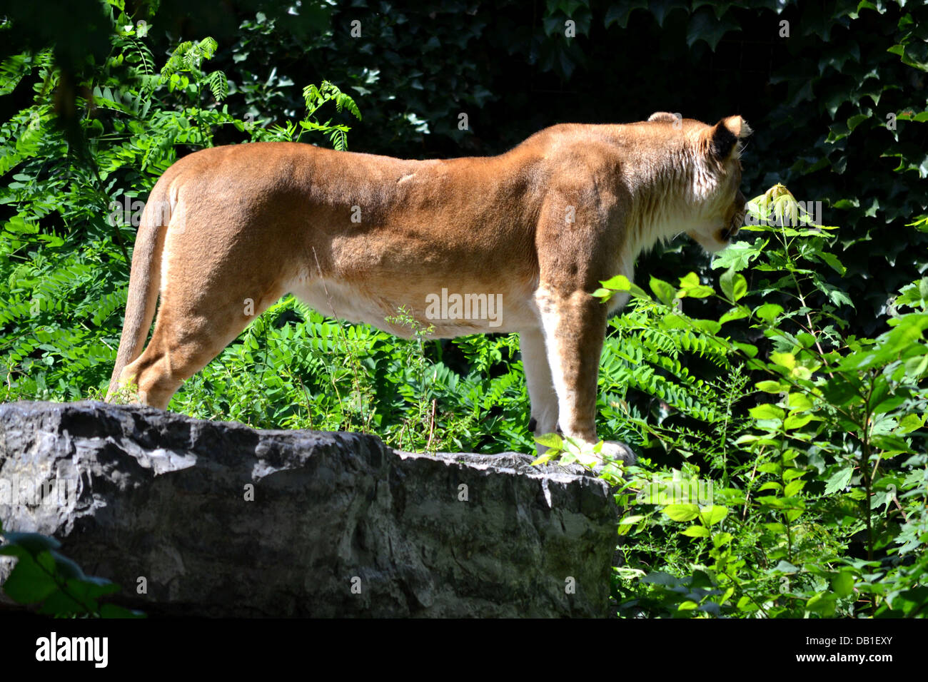 Lioness Standing on a Rock Ledge Stock Photo - Alamy