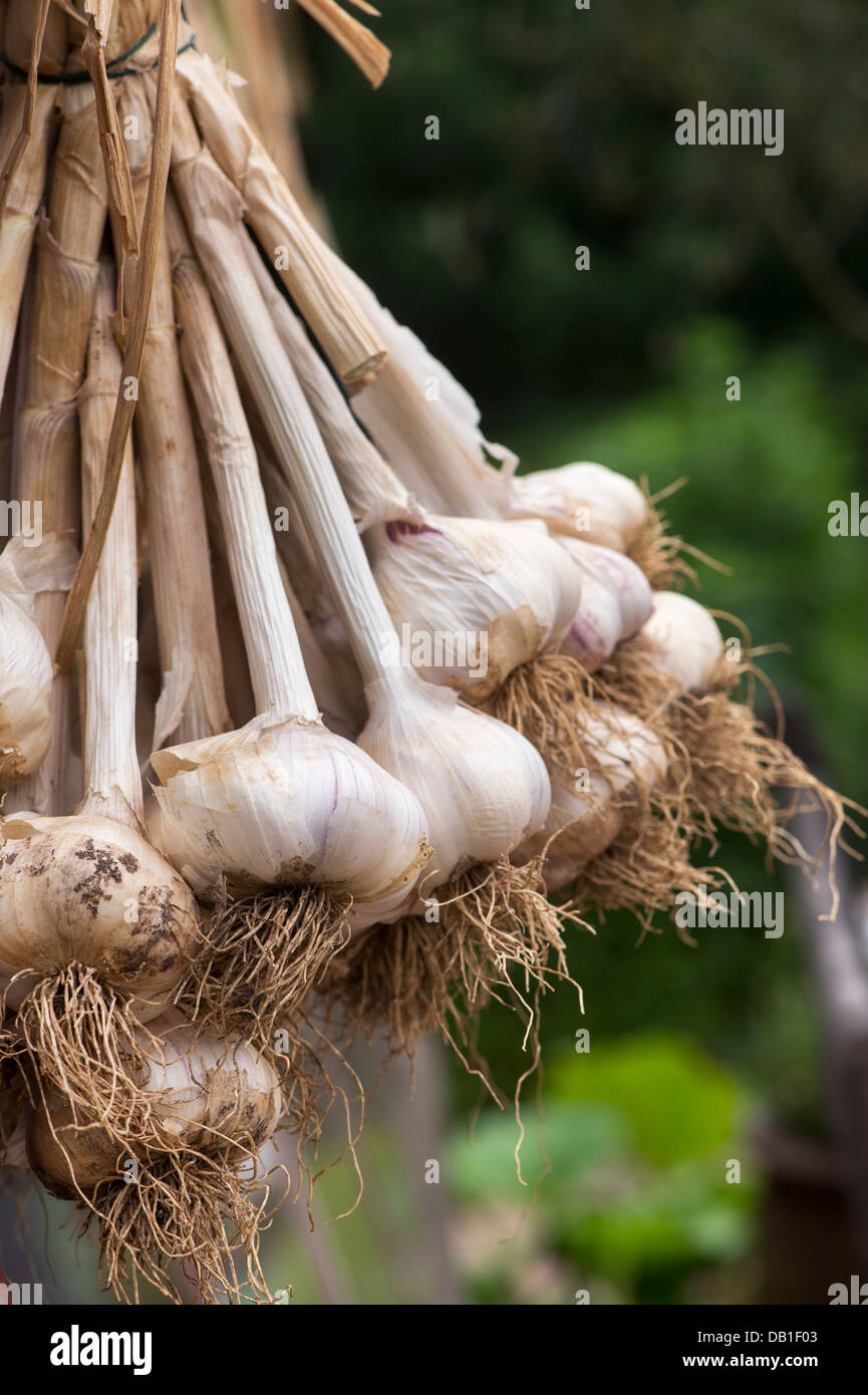 Garlic roots hi-res stock photography and images - Alamy