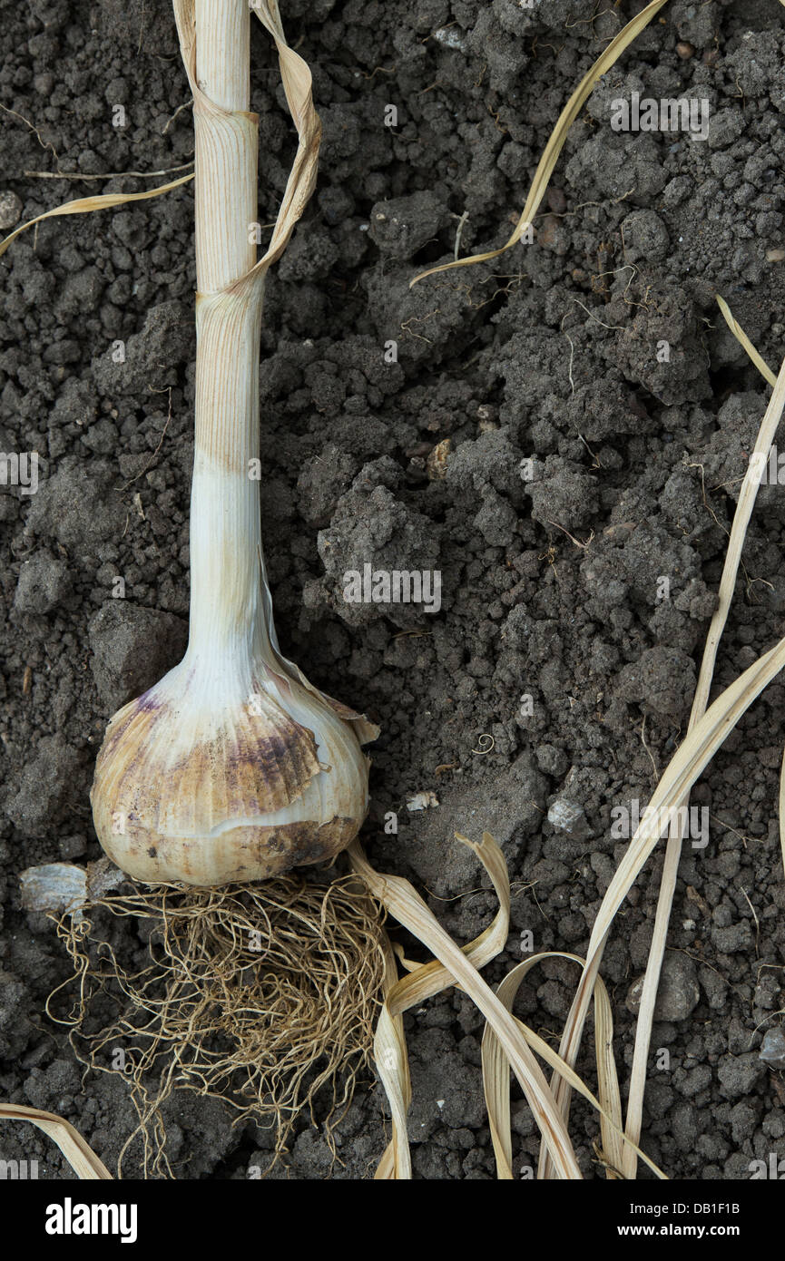 Garlic provence wight bulbs drying out in a vegetable patch Stock Photo ...
