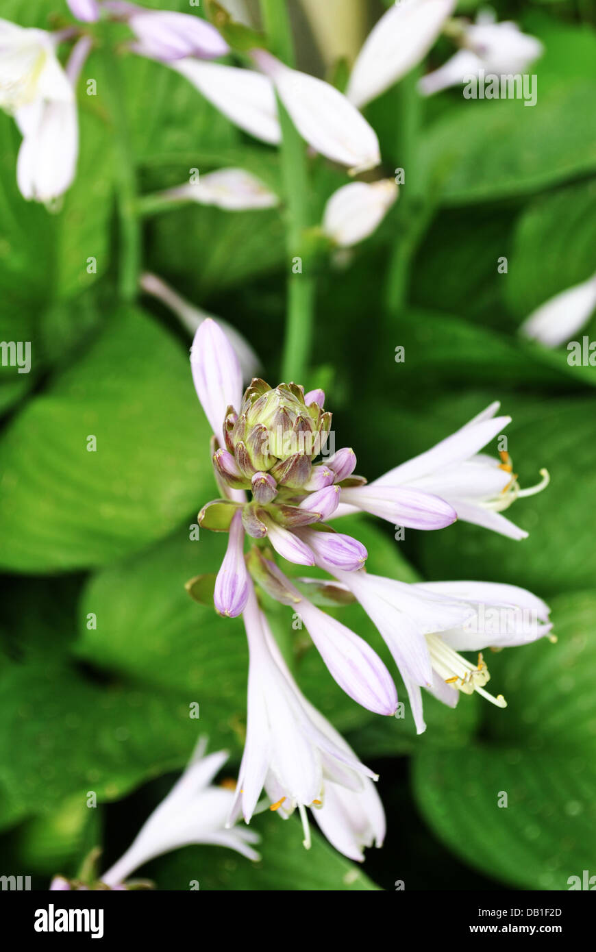 White hosta flowers bloom hi-res stock photography and images - Alamy