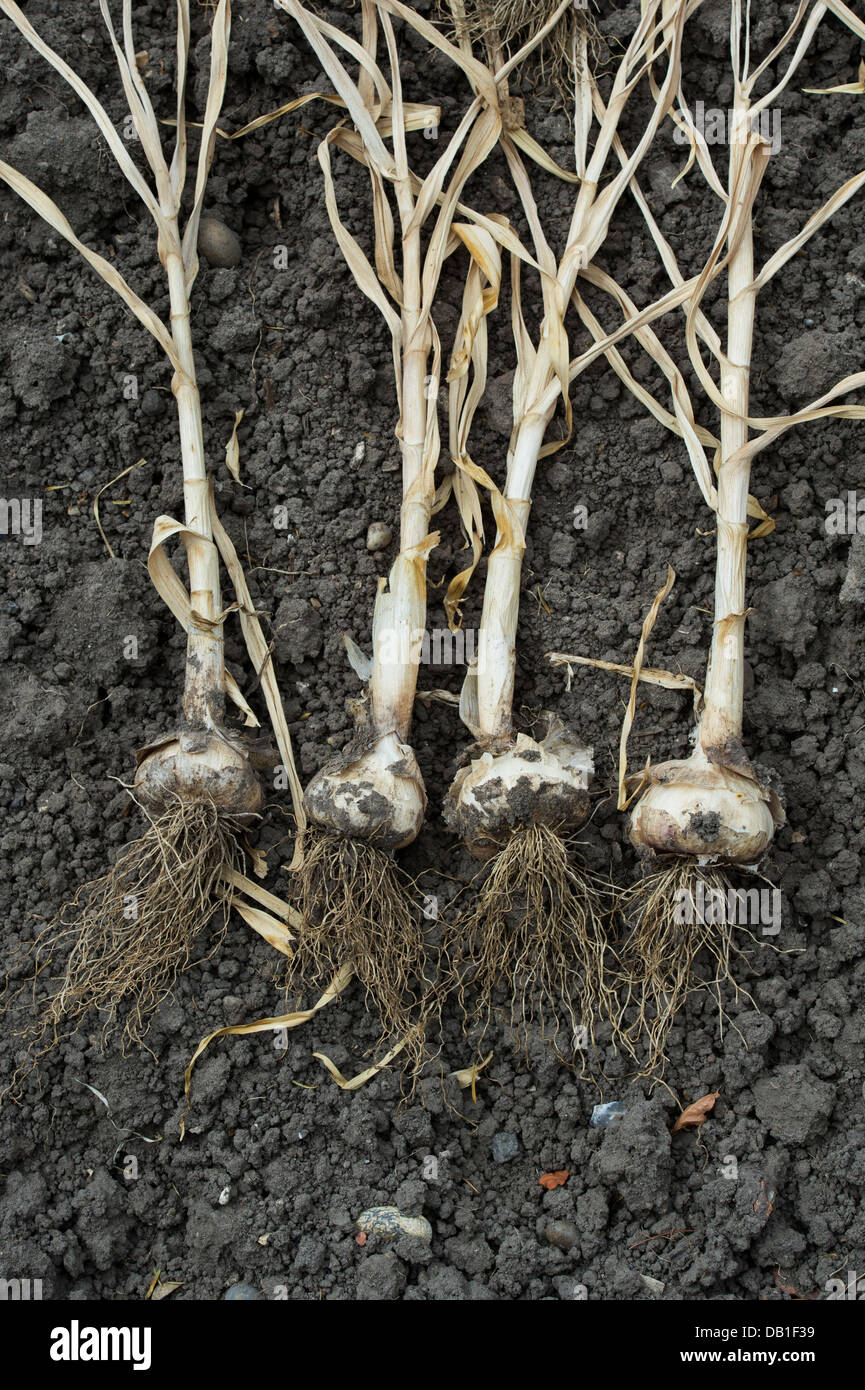 Garlic provence wight bulbs drying out in a vegetable patch Stock Photo ...