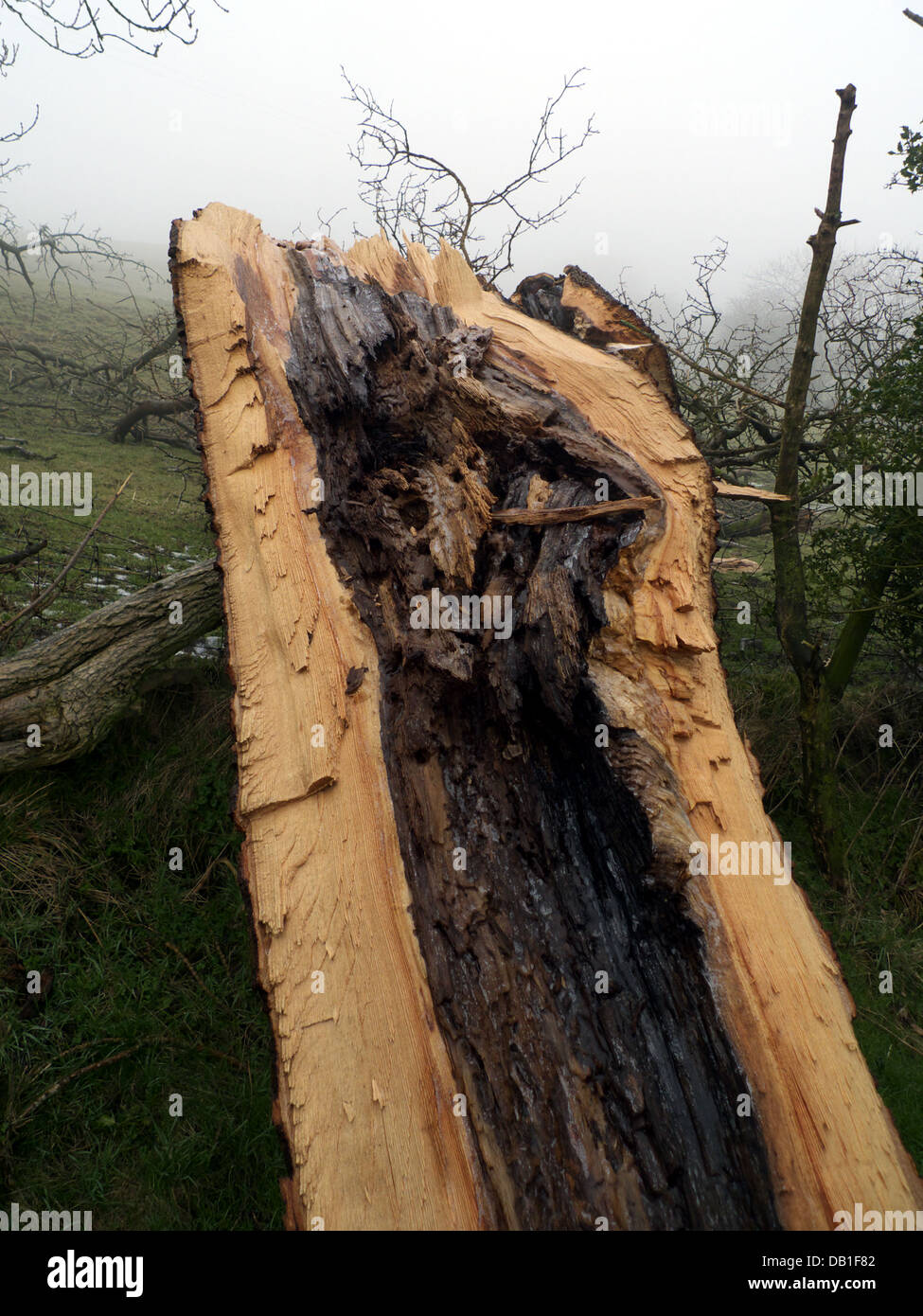 Winter damage to mature tree resulting in split trunk. Damage due to ...