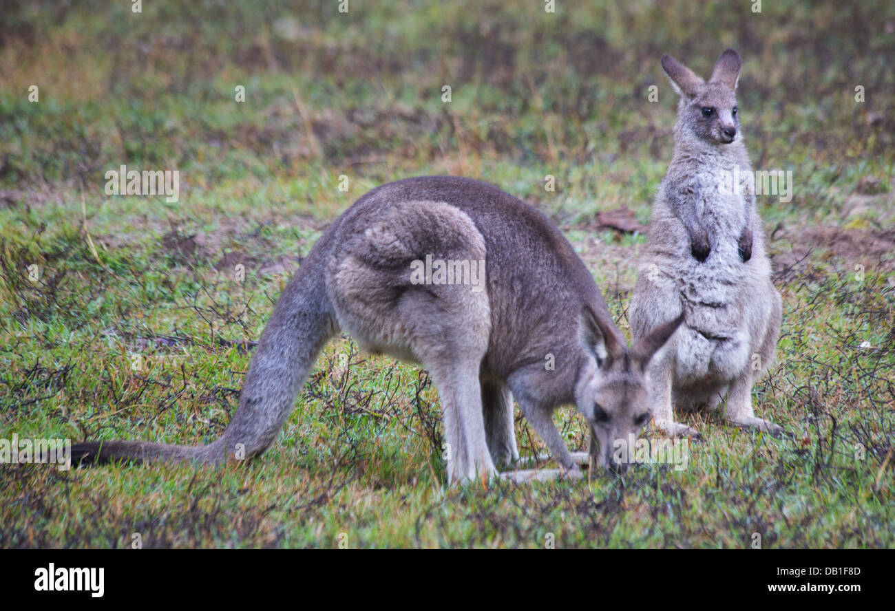 Eastern Grey Kangaroos (Macropus giganteus) in Wollemi National Park, NSW, Australia Stock Photo ...