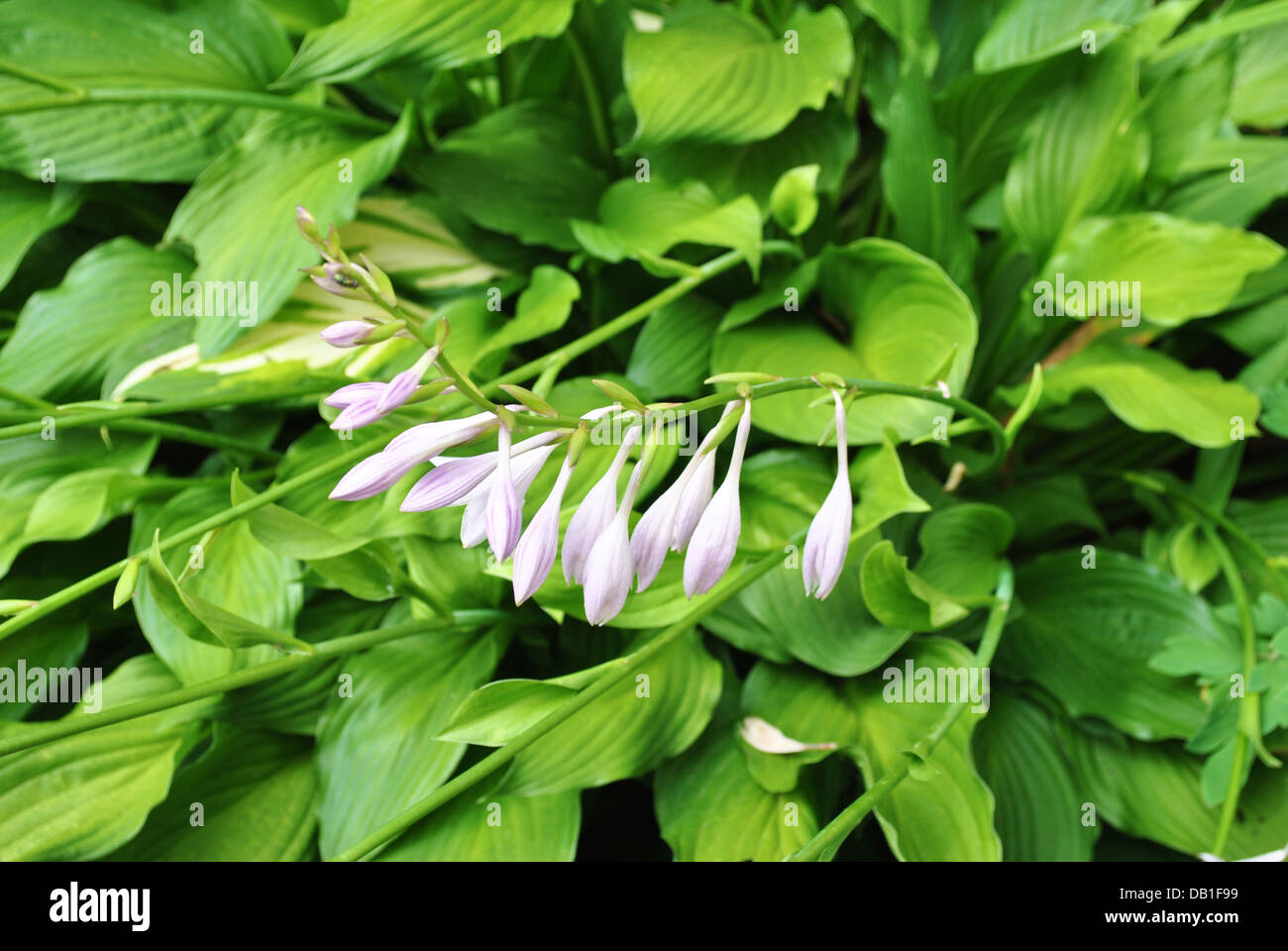 Flowering Summer Hosta Stock Photo - Alamy