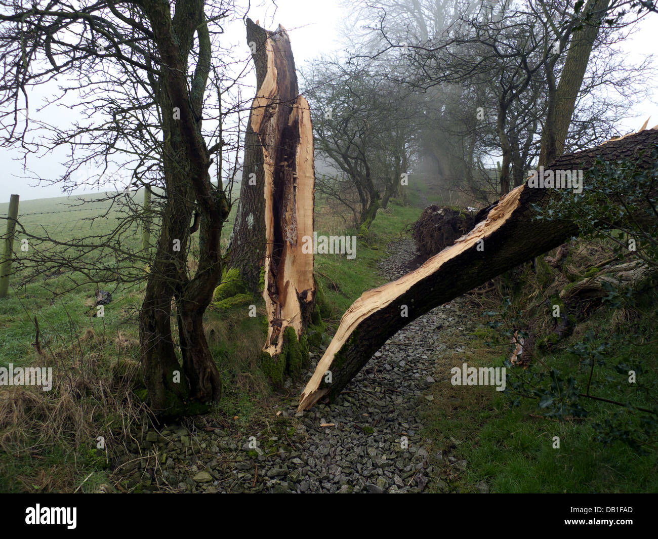 Winter damage to mature tree resulting in split trunk. Damage due to ...