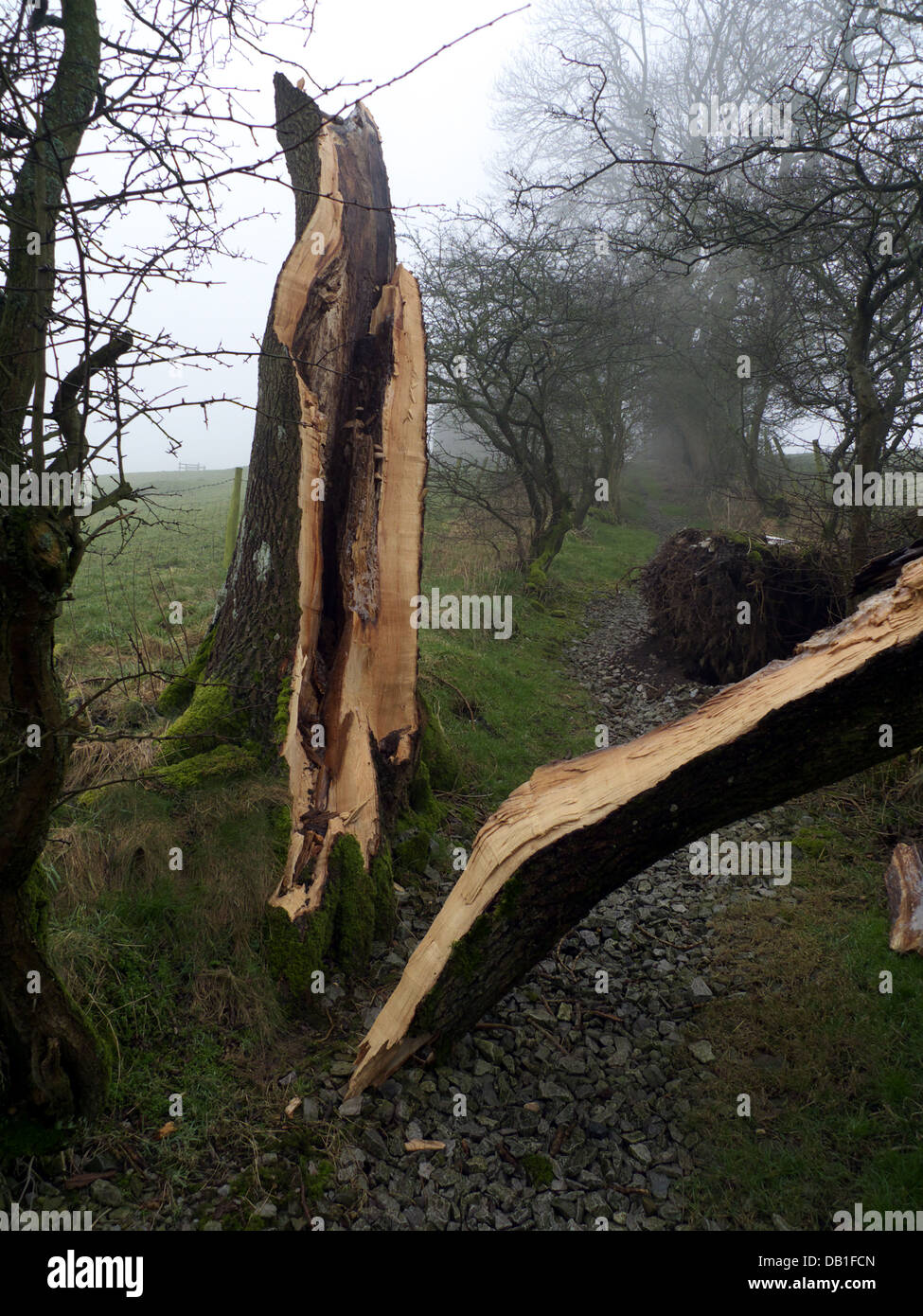 Winter damage to mature tree resulting in split trunk. Damage due to ...