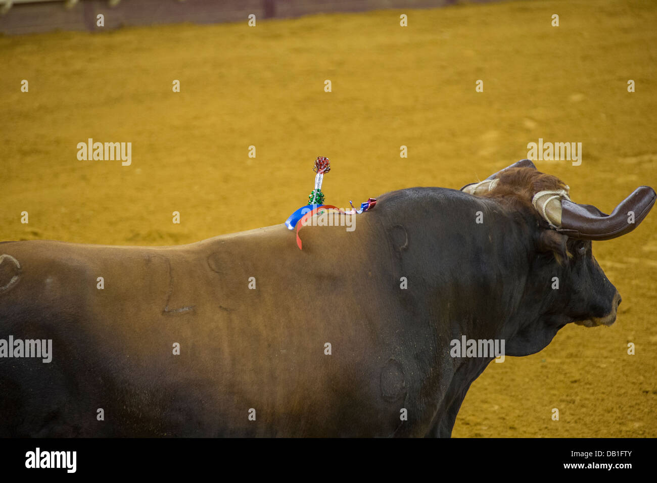Bullfight at the Campo Pequeno, Lisboa, Portugal Stock Photo - Alamy