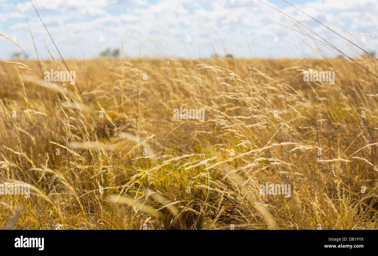 Mitchell grass hi-res stock photography and images - Alamy