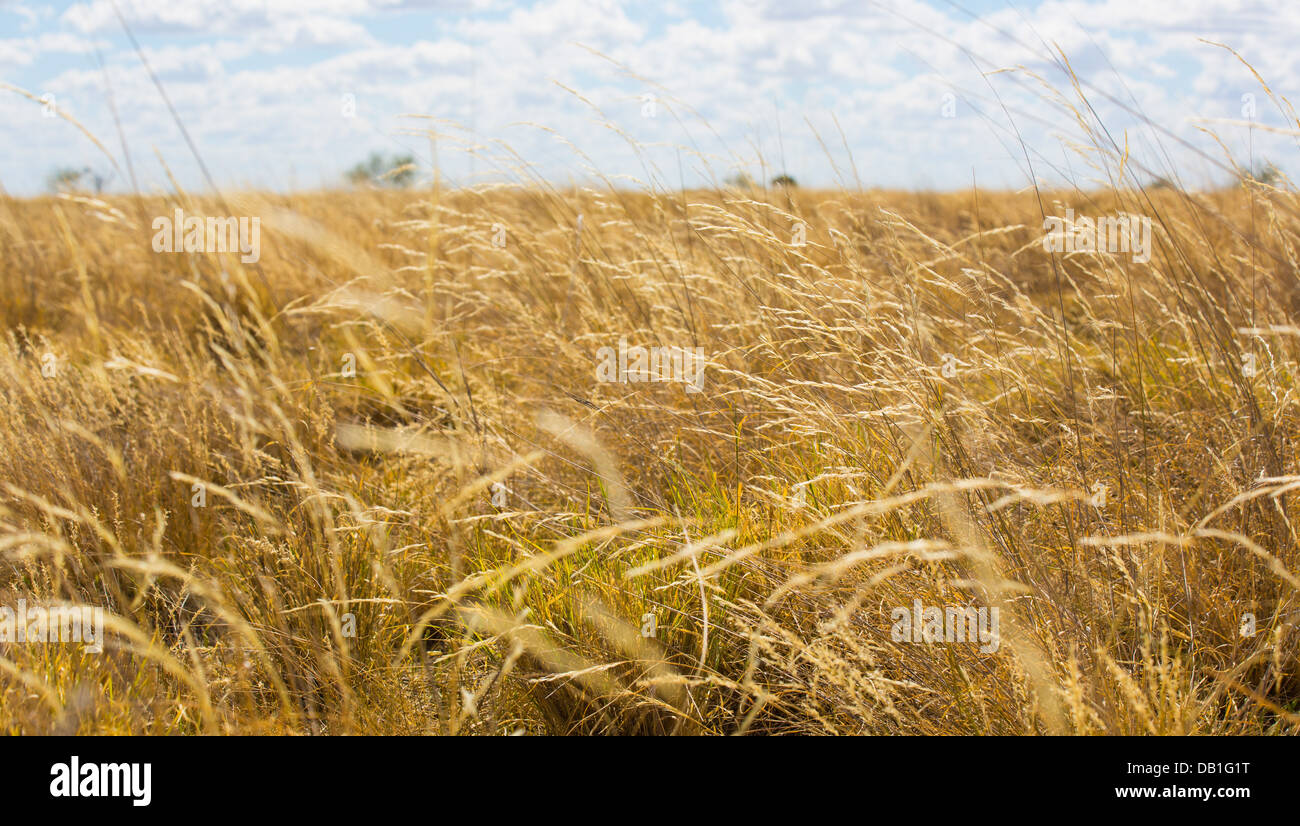 Long, dry Mitchell Grass on a plain of grassland in Queensland's ...